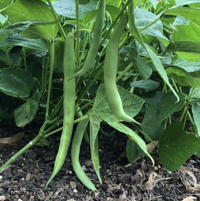 Improved Tendergreen Bean 50 US Seeds Bush Stringless Green Vegetable ...