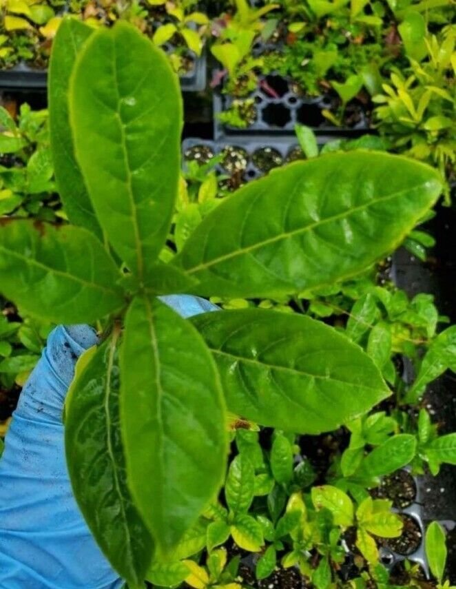 LIVE PLANT CLERODENDRUM UGANDENSE 7" TALL BLUE BUTTERFLY BUSH FLOWER ...