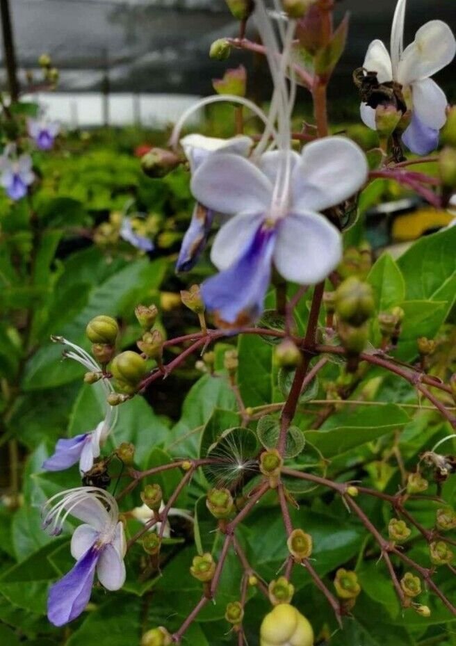 LIVE PLANT CLERODENDRUM UGANDENSE 7" TALL BLUE BUTTERFLY BUSH FLOWER ...