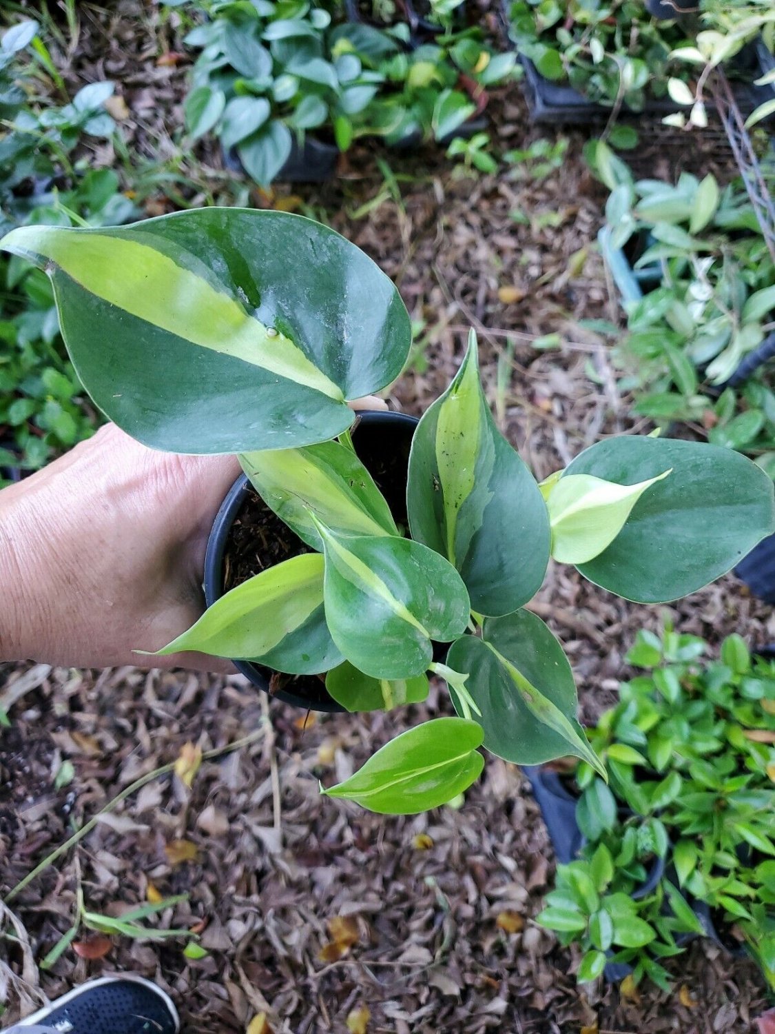 LIVE PLANT RARE BRAZIL BRASIL PHILODENDRON IN 4" POT VINE TROPICAL ...