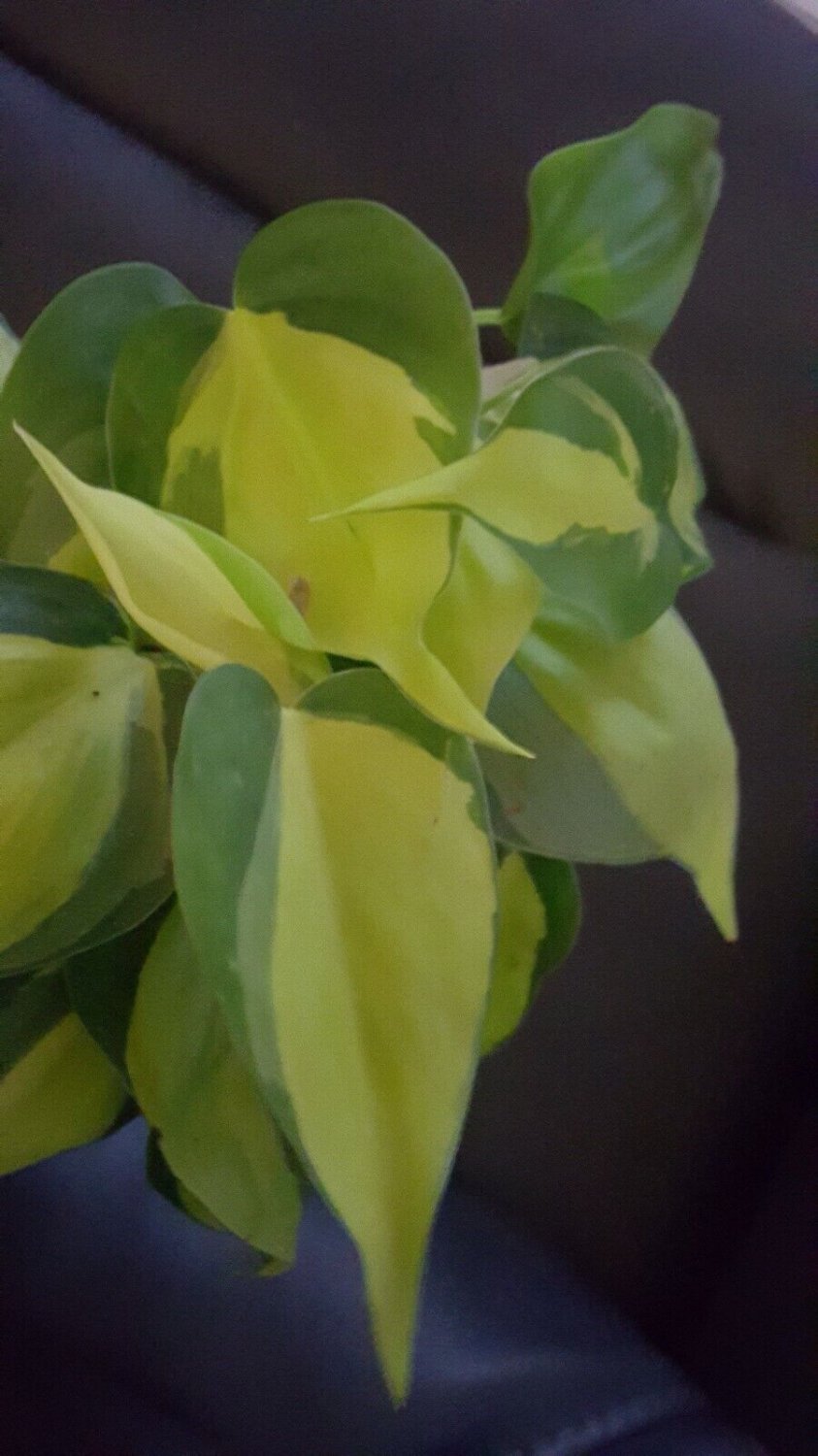 LIVE PLANT RARE BRAZIL BRASIL PHILODENDRON IN 4" POT VINE TROPICAL ...