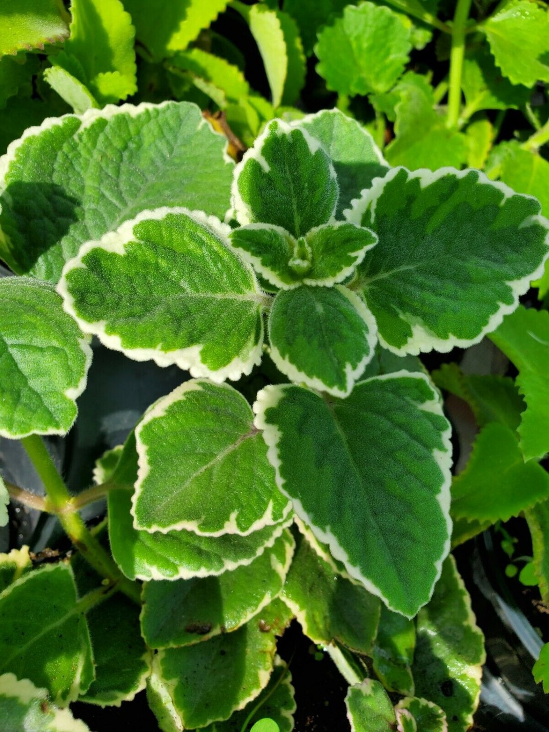 Live Plant Variegated Cuban Oregano~Mexican Mint~Spanish Thyme~Well ...