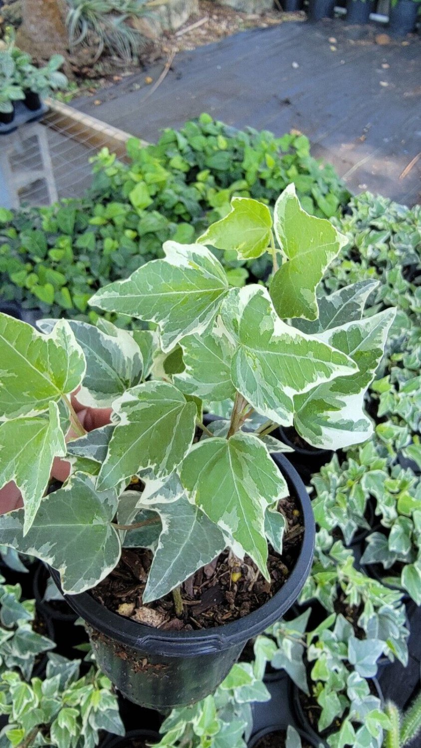 Live Plant Hedera helix ~English Ivy~Variegated Adam Ivy~ Houseplant