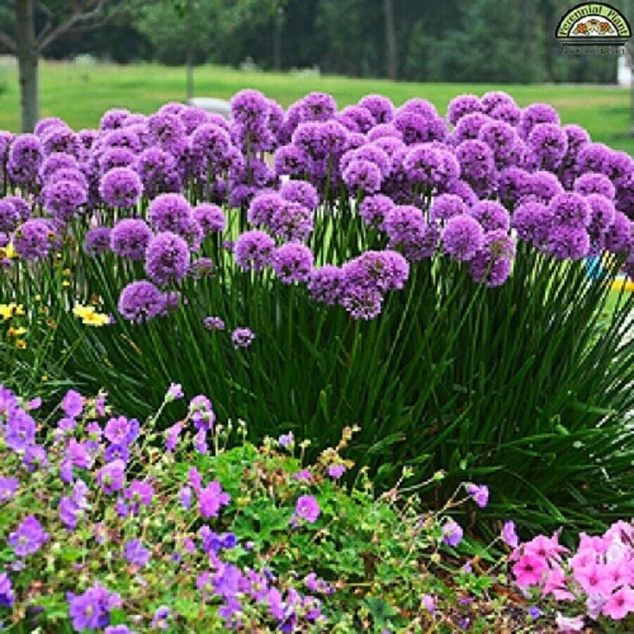 STARTER PLANT - ALLIUM MILLENIUM - ORNAMENTAL ONION - PERENNIAL GRASS