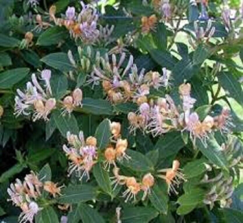 STARTER PLANT - LONICERA 'CANDY SWIRL' - HONEYSUCKLE - APPROX 6-9 INCH ...