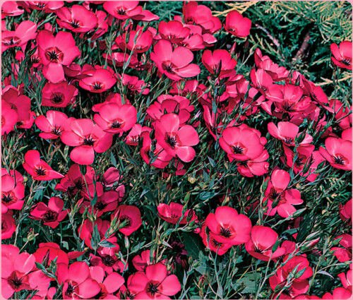 75 Flax Seeds, Scarlet, Heirloom Wildflowers, Red Flax Seeds