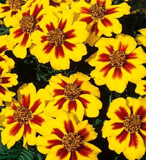 100 Dwarf Marigold Seeds, Dainty Marietta, French Marigolds, Heirloom Seeds