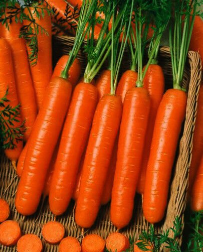 100 Mini Carrot Seeds, Little Finger, Heirloom Carrot Seeds, Finger Carrots