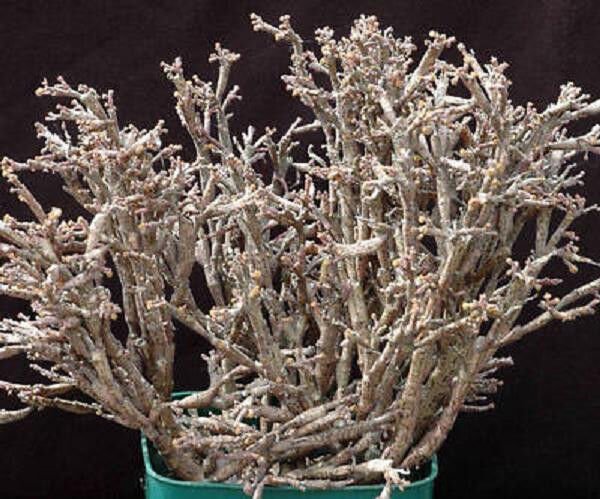 10 Euphorbia platyclada, exotic rare succulent cactus caudex cacti seeds