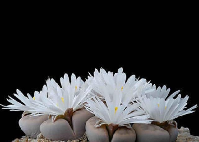 30 LITHOPS KARASMONTANA rare living stone mesemb pebble succulent seeds