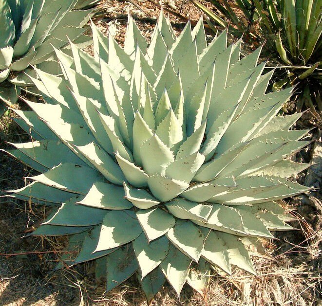 15 AGAVE PARRYI, rare succulent mescal century plant exotic garden seeds
