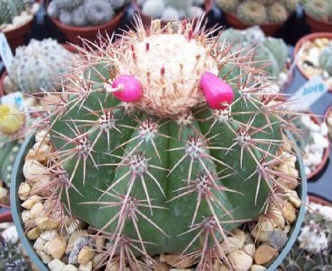 100 Melocactus Oreas cacti rare cactus agave seeds
