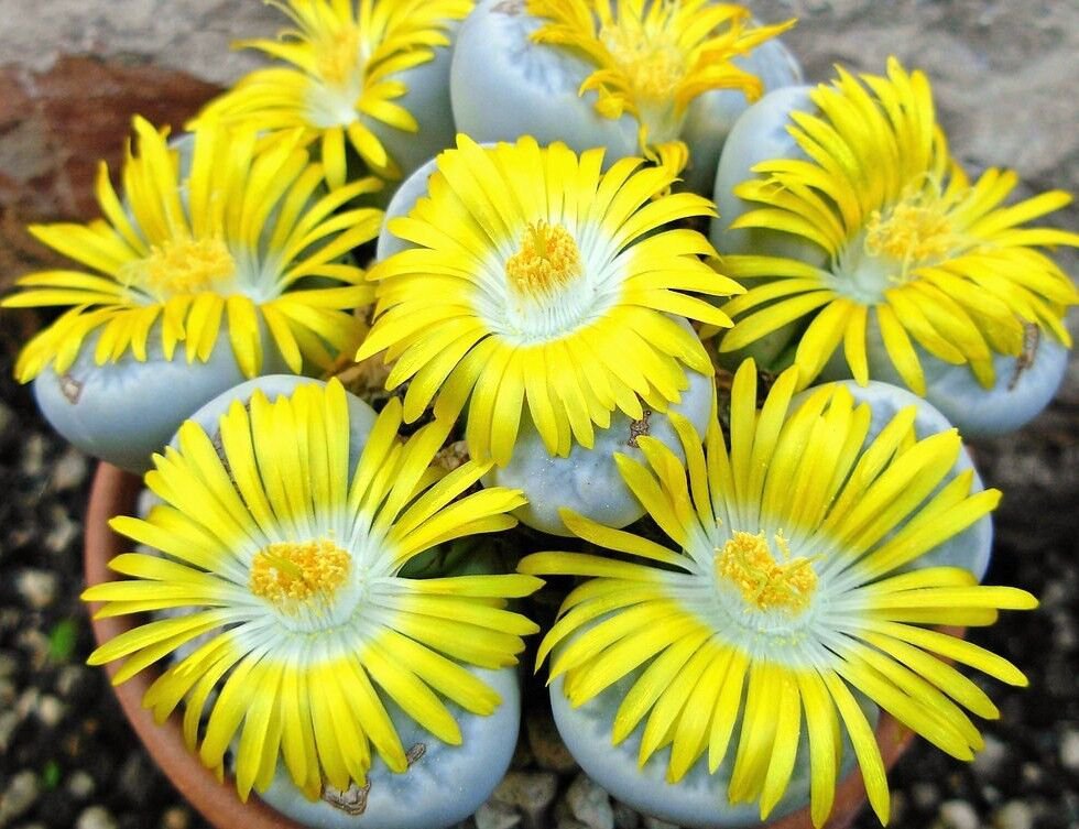 15 LITHOPS GEYERI, rare living stones exotic mesembs rocks succulent seeds
