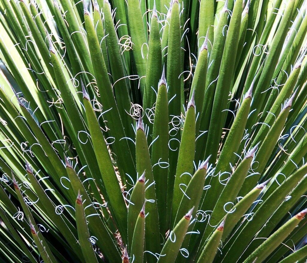 15 Yucca Filamentosa, Adam's needle rare agave garden aloe flowering seeds