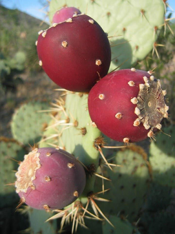 20 NOPAL RED FRUIT nopalina nopalea exotic edible cactus sweet juice seeds