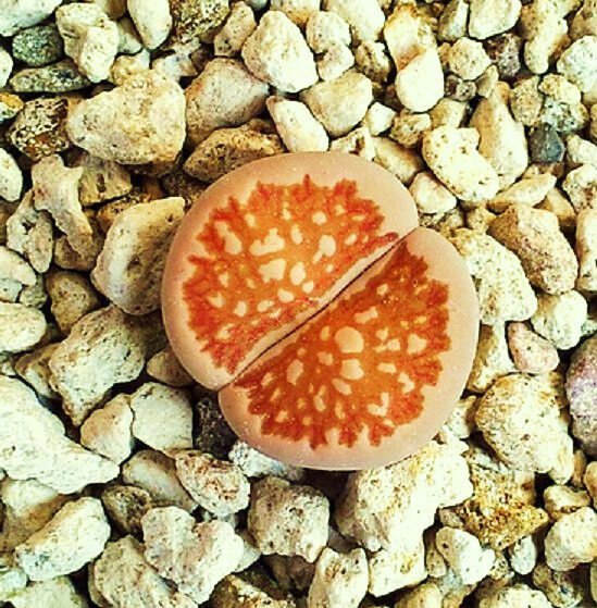 15 LITHOPS JULII FULLERI, living stones exotic rock ice plant rare seeds