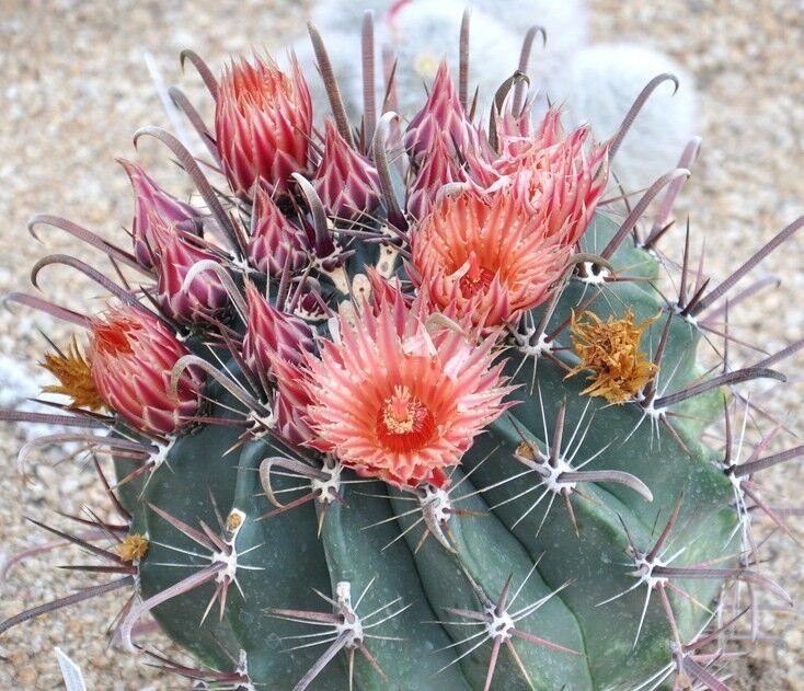 10 Ferocactus Peninsulae barrel cactus cacti rare Echinocactus cactus seeds