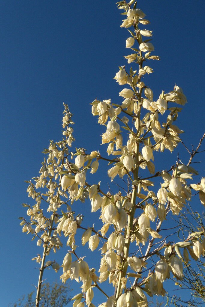 15 YUCCA ELATA, exotic succulent cactus seed soaptree aloe agave garden ...