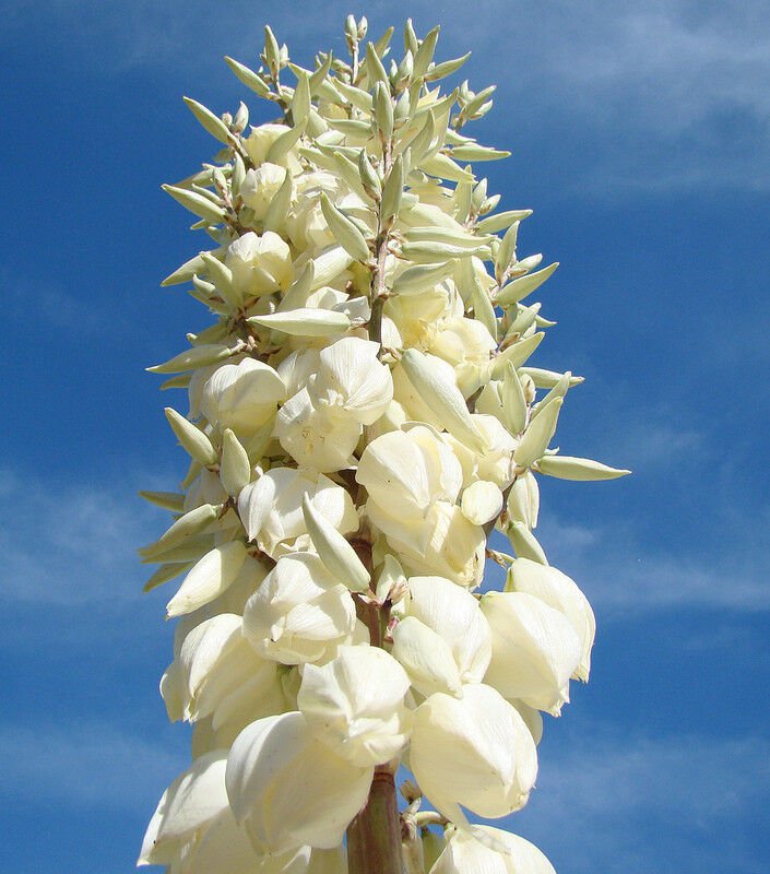 15 YUCCA ELATA, exotic succulent cactus seed soaptree aloe agave garden ...