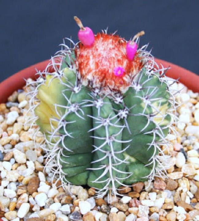 20 Melocactus matanzanus variegated seed cactus SEEDS