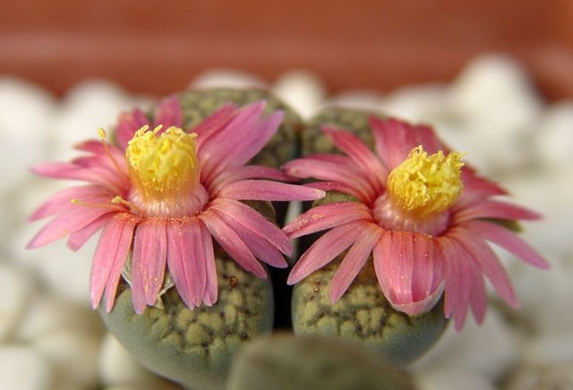 30 Lithops verruculosa cv Rose of Texas, living stone rock stone seeds