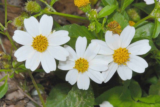 100 Bidens Pilosa Alba, butterflies garden plant Spanish Needles ...