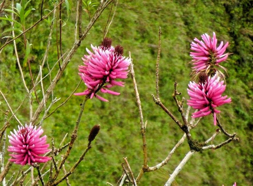 10 Erythrina amazonica, Amazon Coral Tree tropical plant Korallenbaum ...