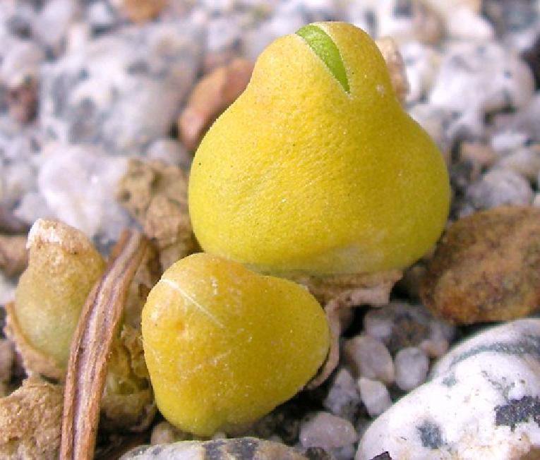 15 Oophytum nordenstamii, rare living stones mesembs rock succulents ...