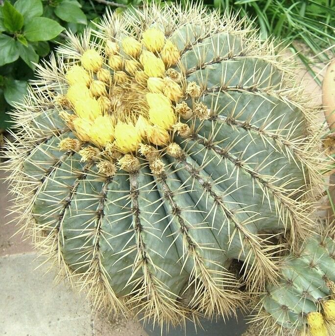 20 Ferocactus glaucescens cacti rare cactus succulent flower seeds