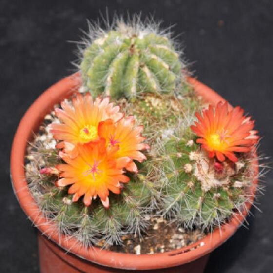 25 Parodia horstii notocactus succulent flower rare cactus seeds