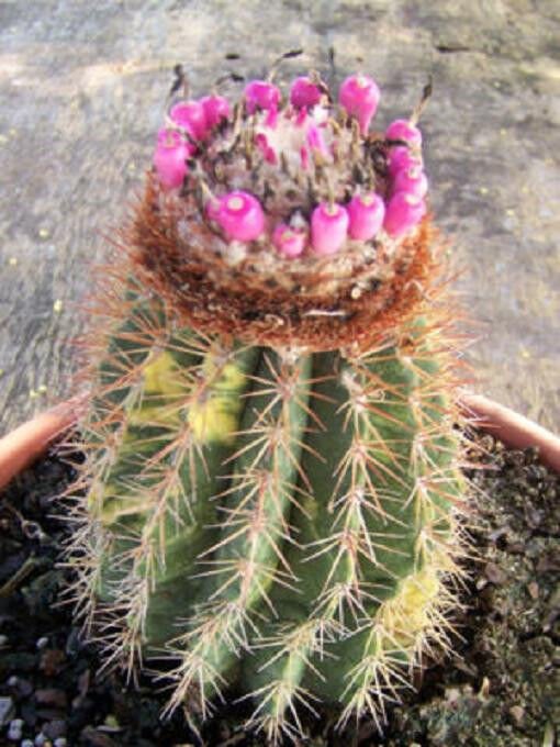 20 Melocactus broadwayi variegated seed cactus succulent flower SEEDS