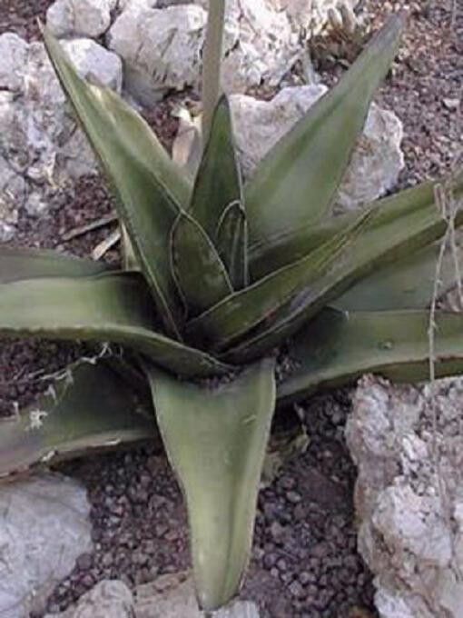 10 Gasteria exelsa rare succulent flower cacti aloe seeds