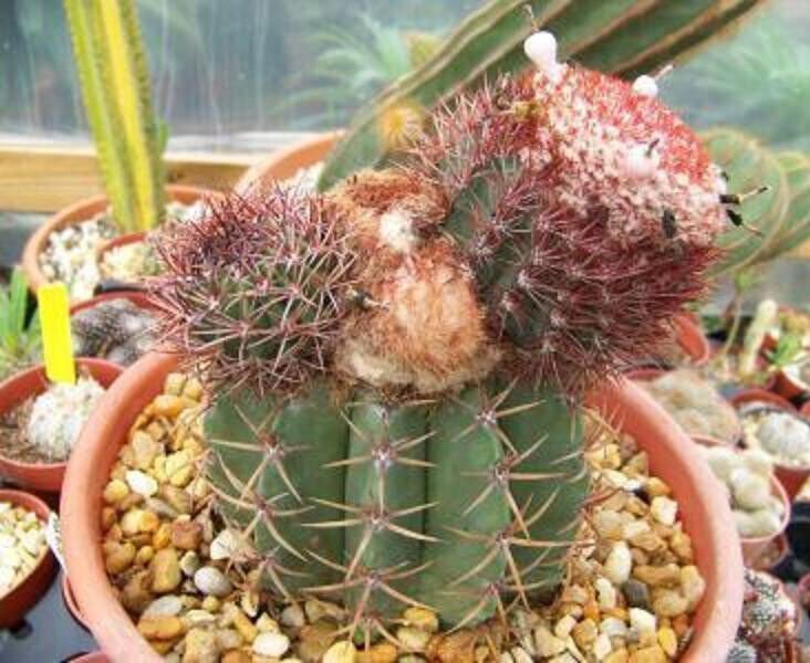 100 Melocactus Uebelmannii, exotic turk's cap semi cacti rare cactus ...