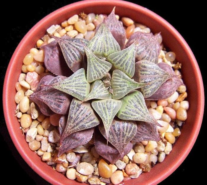 10 HAWORTHIA MIRABILIS BADIA exotic rare succulent flower bonsai cactus ...