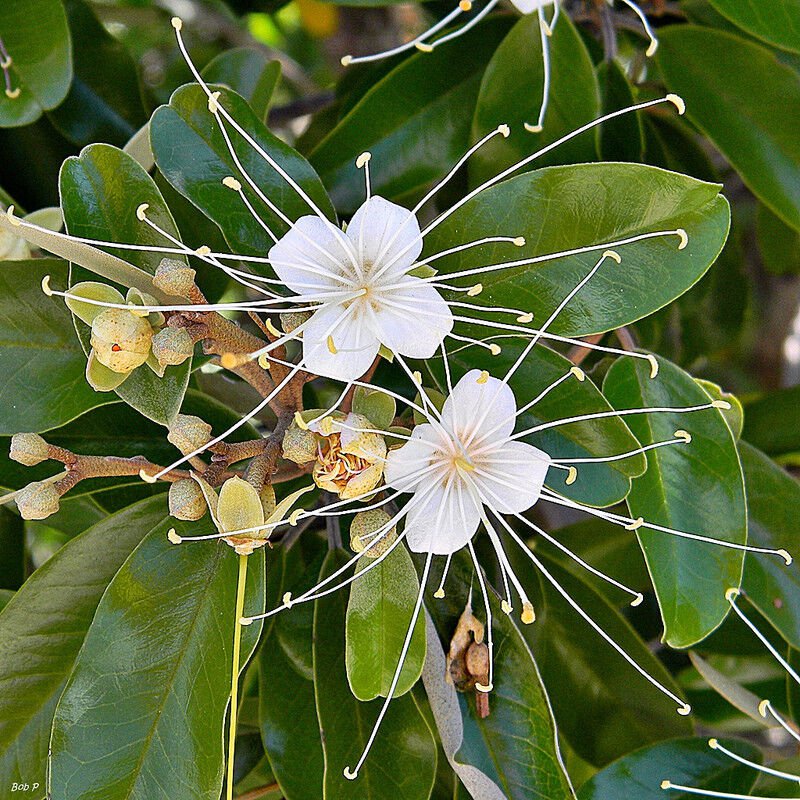 25 Capparis cynophallophora JAMAICAN CAPER fruit florida native berry seeds