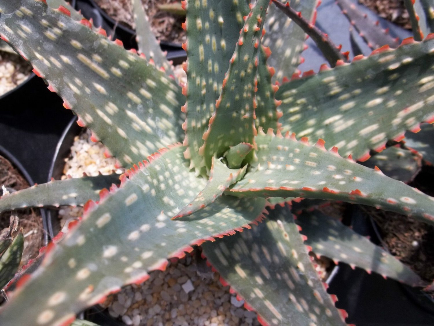 50 Aloe cultivar FANG exotic hybrid rare color succulent flower cactus ...