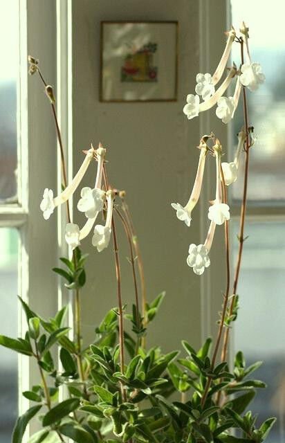50 Sinningia Tubiflora, rare succulent flower exotic caudex african ...