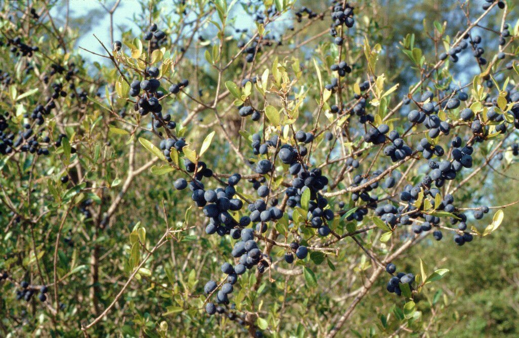 50 Forestiera segregata, Florida privet swampprivet rare native berry seeds