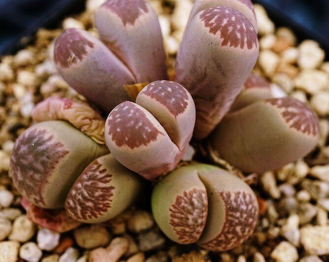 50 Lithops marmorata SB 153 exotic living stone rock succulent flower ...