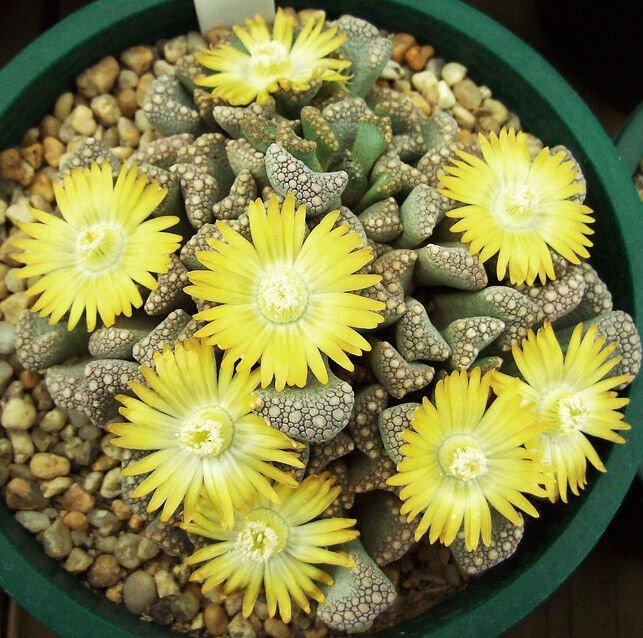 50 Titanopsis hugo-schlechteri rare living stones mesembs ice plant ...