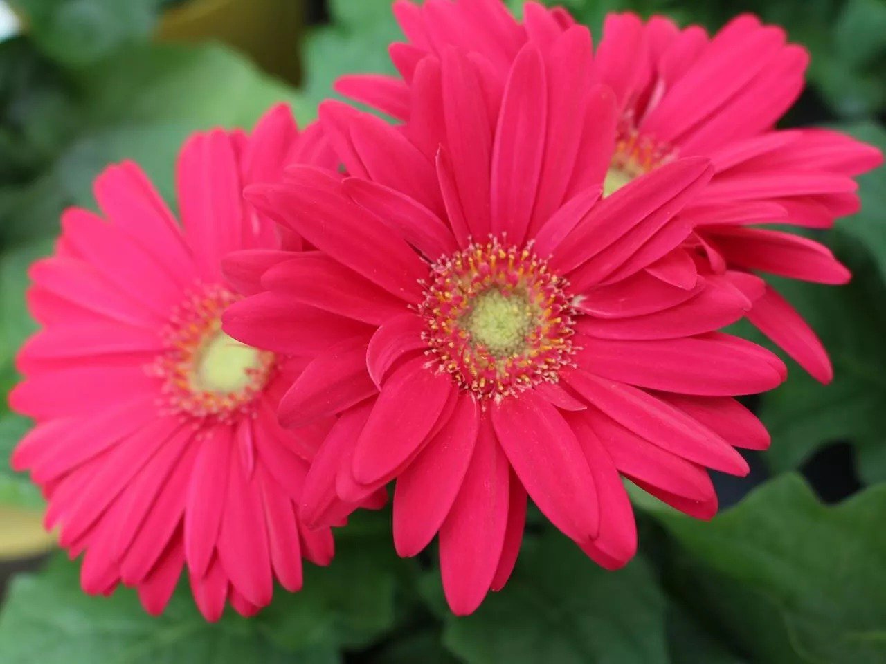 200+ Magenta Gerbera Daisy Seeds for Garden Planting – Easy Grow – FREE ...