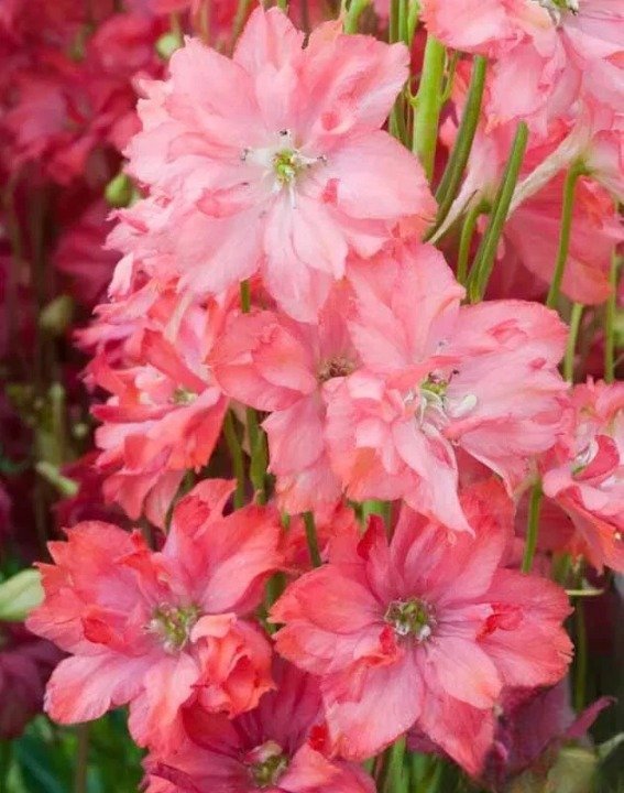 Princess Caroline Delphinium Seeds 200 Plus Seeds for Garden Planting ...