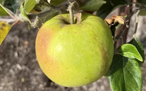 25+ Stirling Castle Apple Seeds for Historic Cooking Apple Trees USA ...