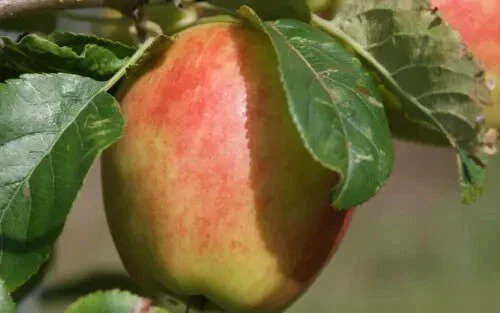25+ Sunrise Apple Seeds for Early Season Sweet Fruit Trees USA Garden ...