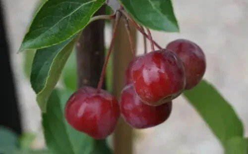 25+ Malus hupehensis Crabapple Seeds for White Bloom Ornamental Trees ...