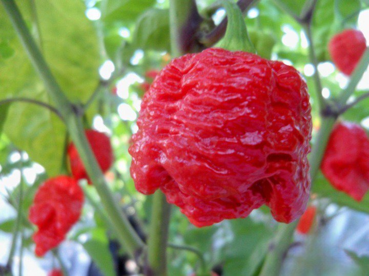 25+ 7 Pot Brain Strain Hot Pepper Seeds for Garden Planting - USA ...