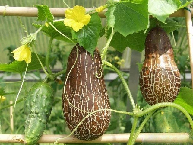 25+ Sikkim Cucumber Seeds for Backyard Gardens and Beds - USA - FREE ...