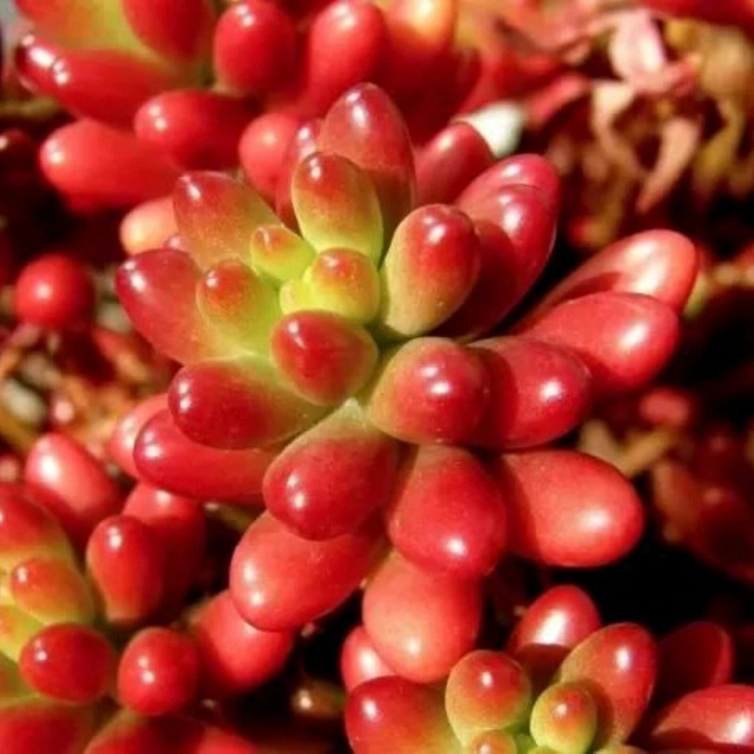 15 Lithops Living Stone Succulent Seeds – Rare Flowering Cactus-Like ...