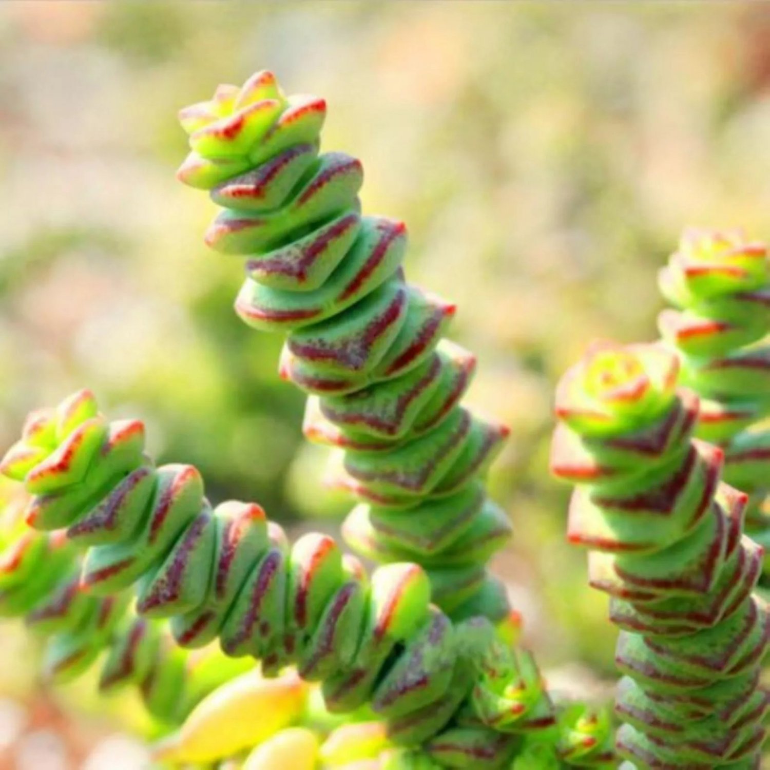 15 Lithops Living Stone Succulent Seeds – Rare Flowering Pebble Plants ...