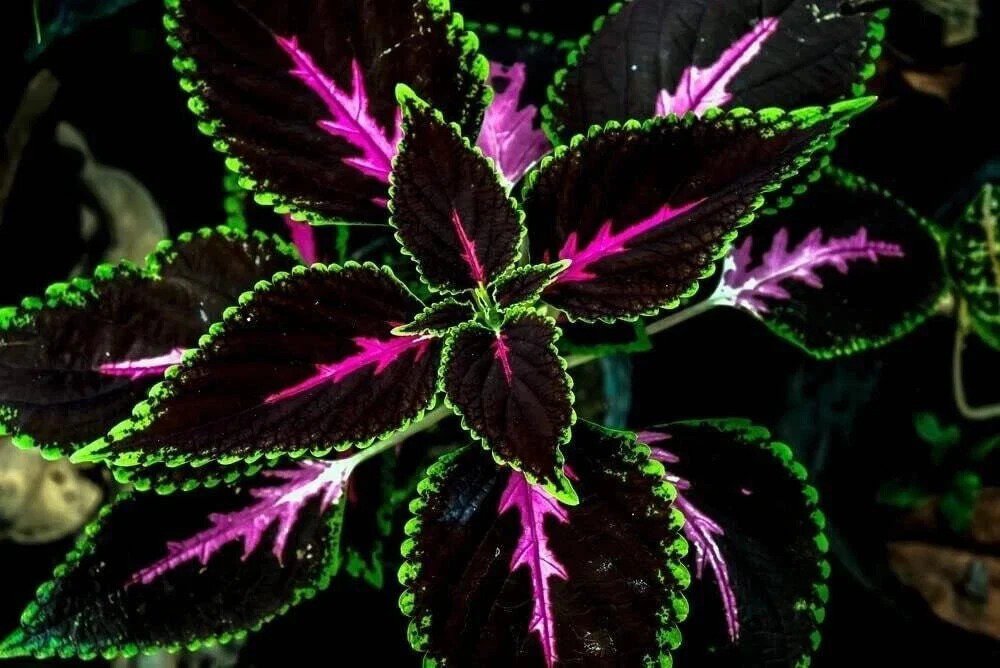 20 Rare Tri-Color Coleus Seeds – Pink, Black, and Green Foliage for ...
